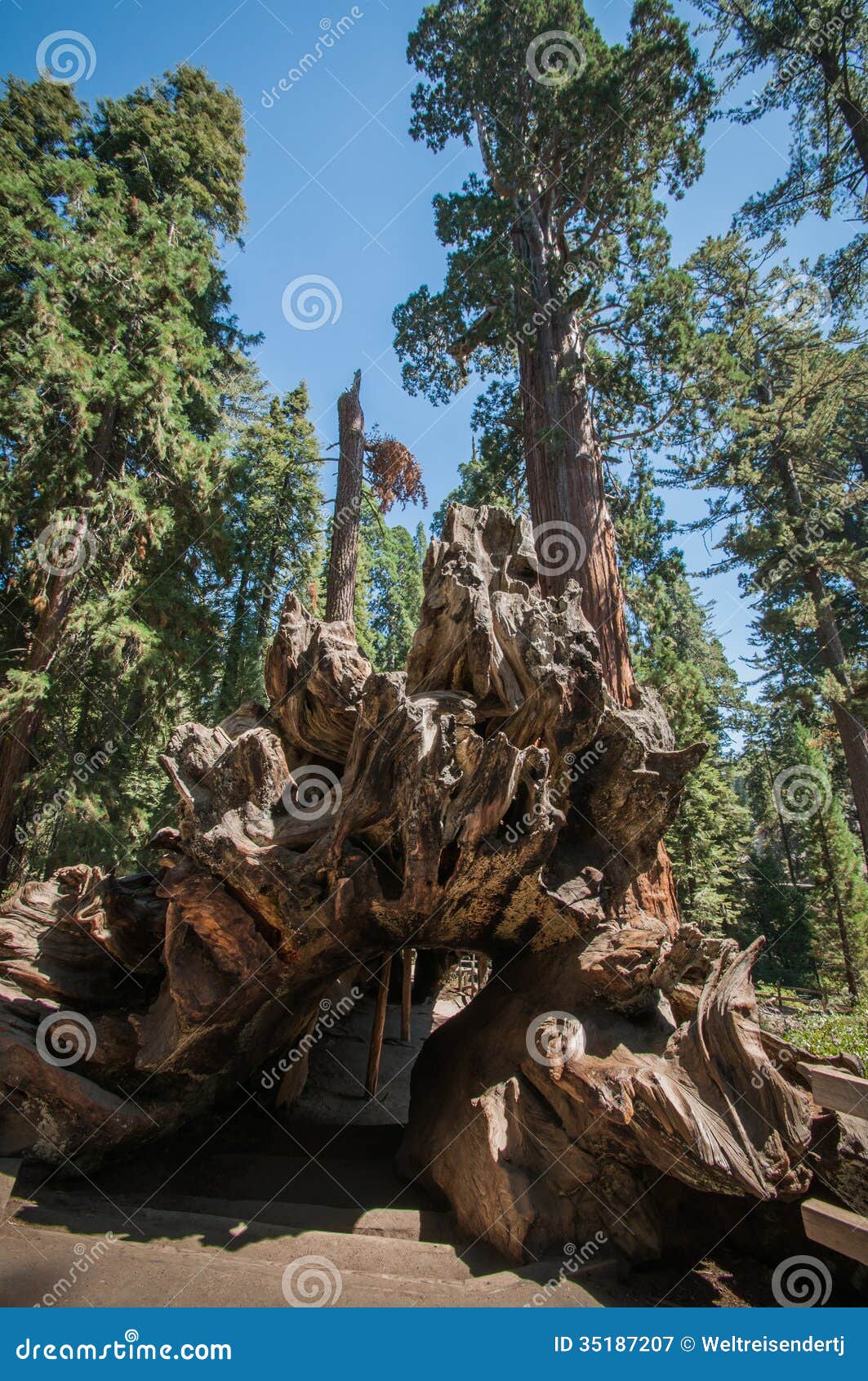 Root Sequoia stock image. Image of pines, panorma, sequoia - 35187207
