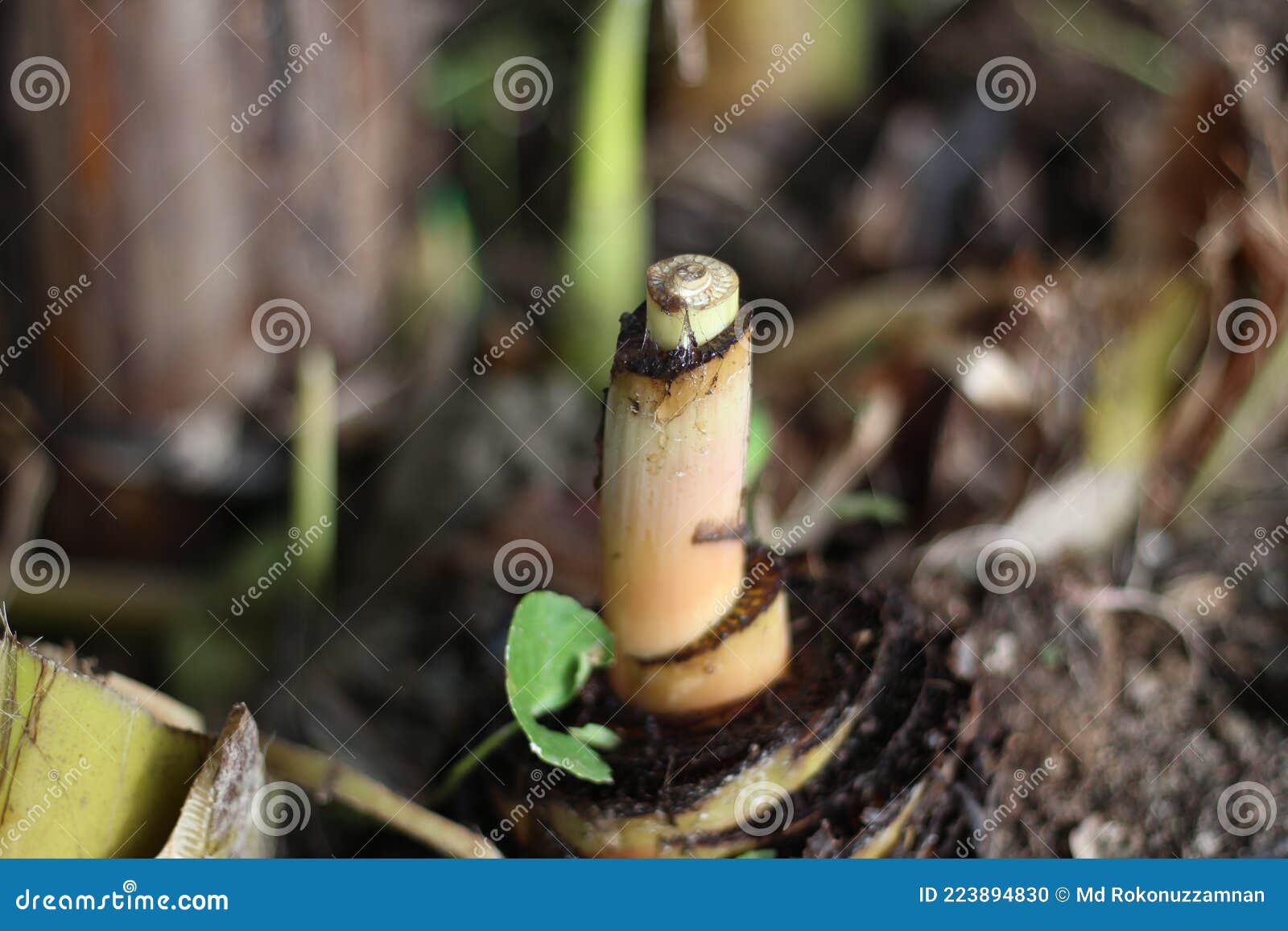 The Root of a Small Banana Tree Stock Photo - Image of branch, fresh ...