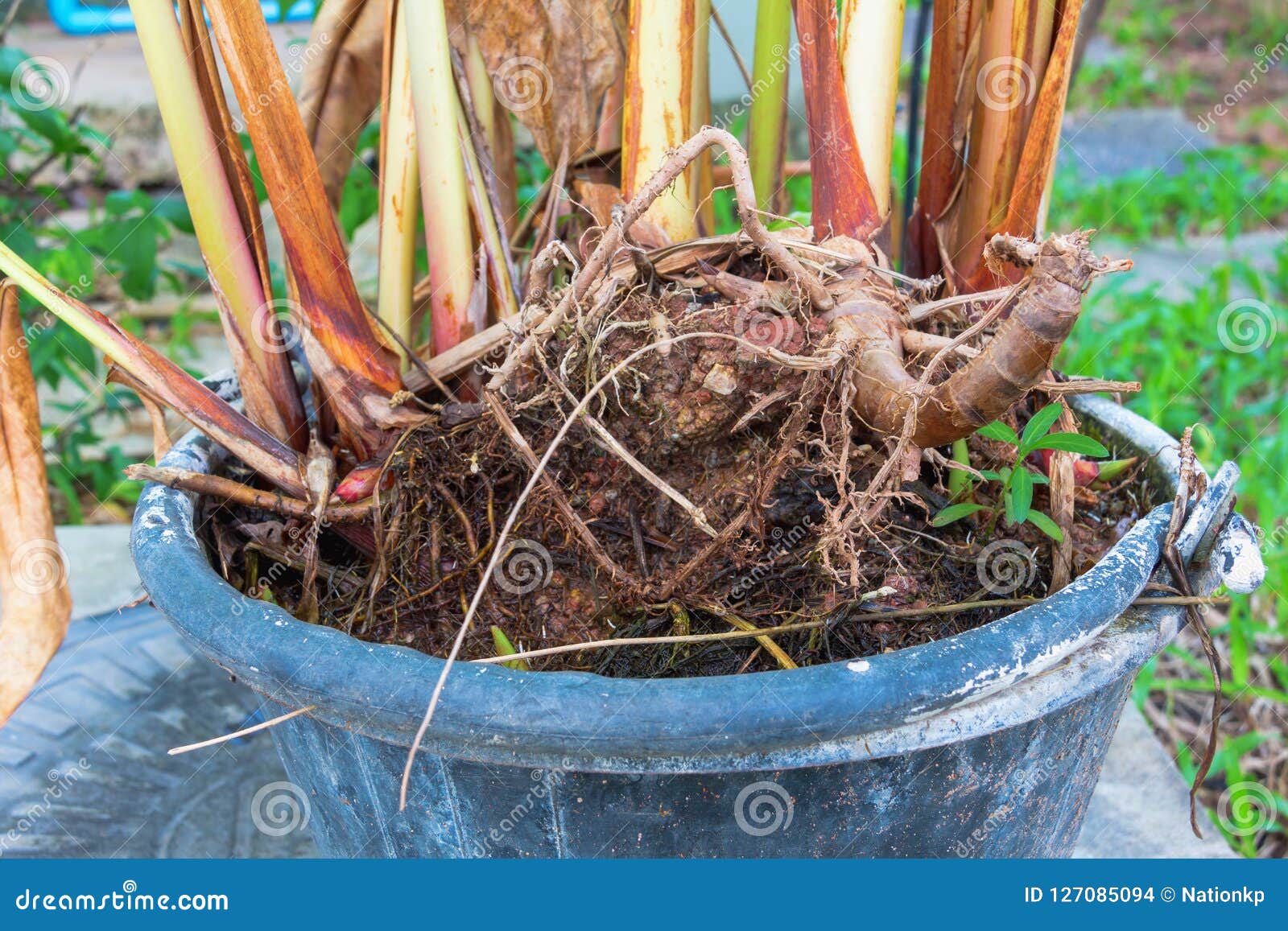 Root of Small Tree Grow in Black Bucket of Water Stock Photo - Image of ...