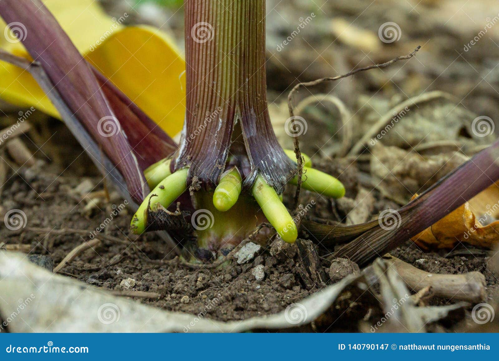 The Root of the Stem of the Corn Tree, Air Roots Stock Image - Image of ...