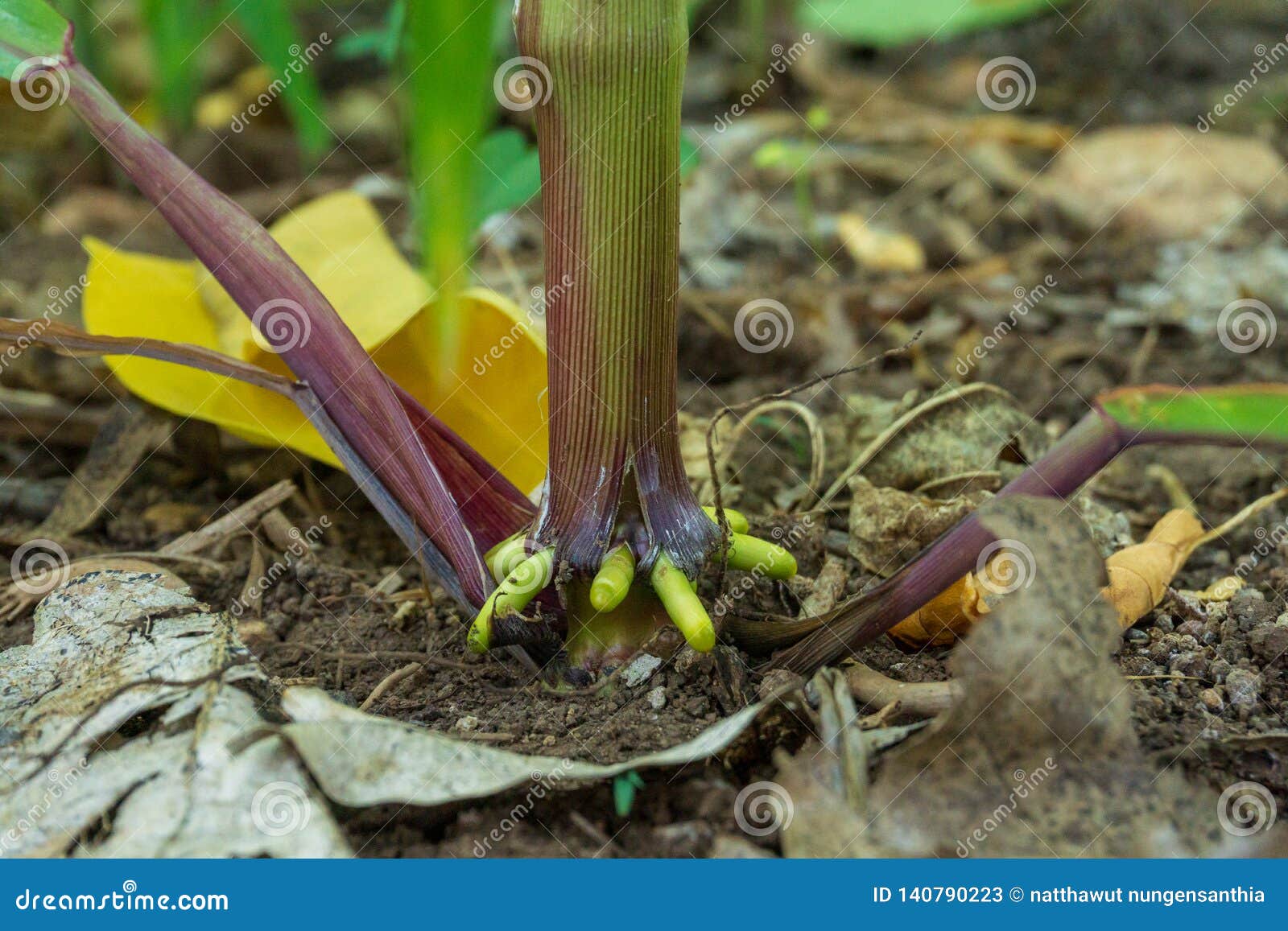 The Root of the Stem of the Corn Tree, Air Roots Stock Image - Image of ...