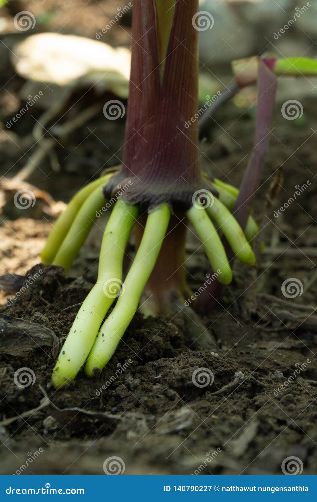The Root of the Stem of the Corn Tree, Air Roots Stock Image - Image of ...