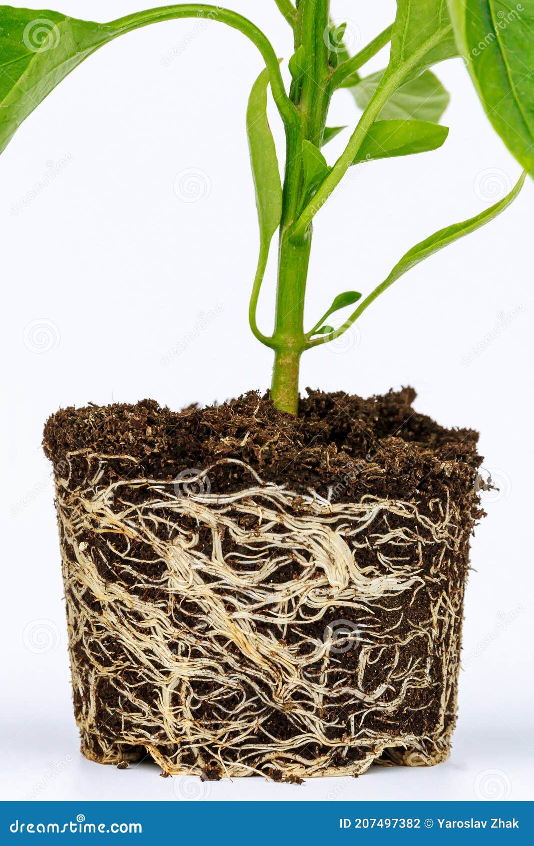 Root Stem Of Pepper Seedlings. Bell Pepper Seedling With A Well ...