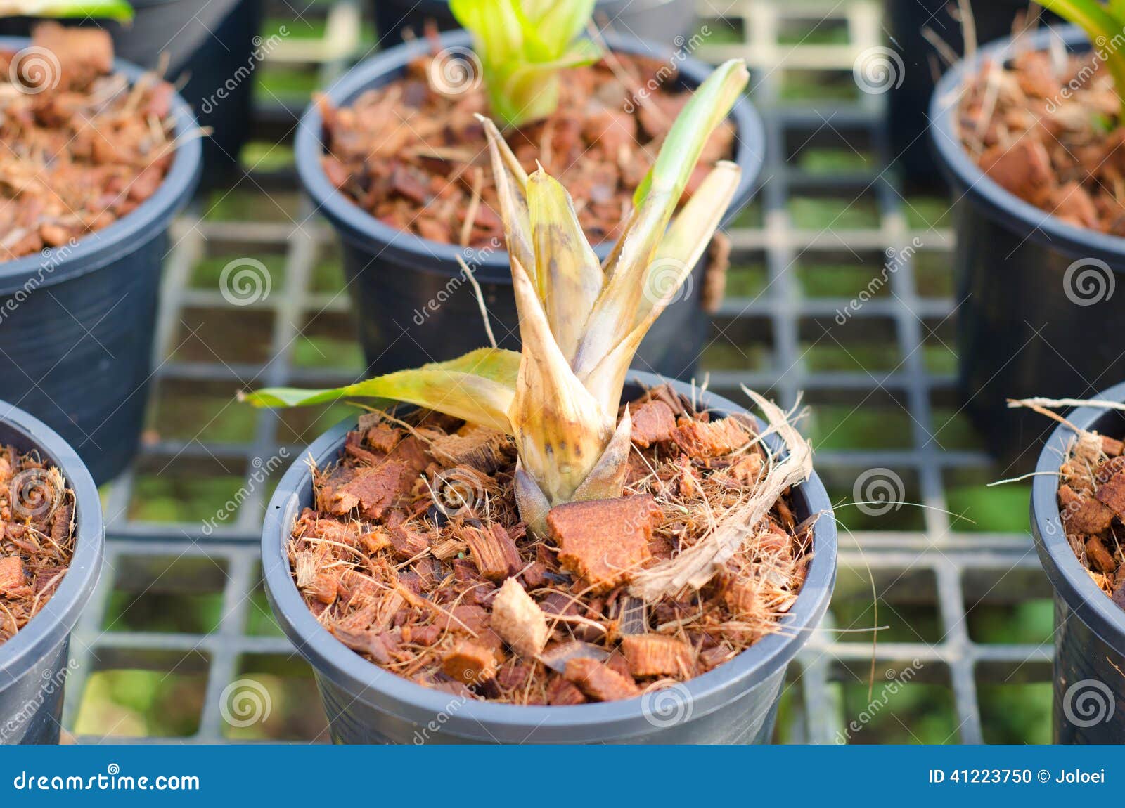 Root and Stem Rot stock photo. Image of flower, root - 41223750