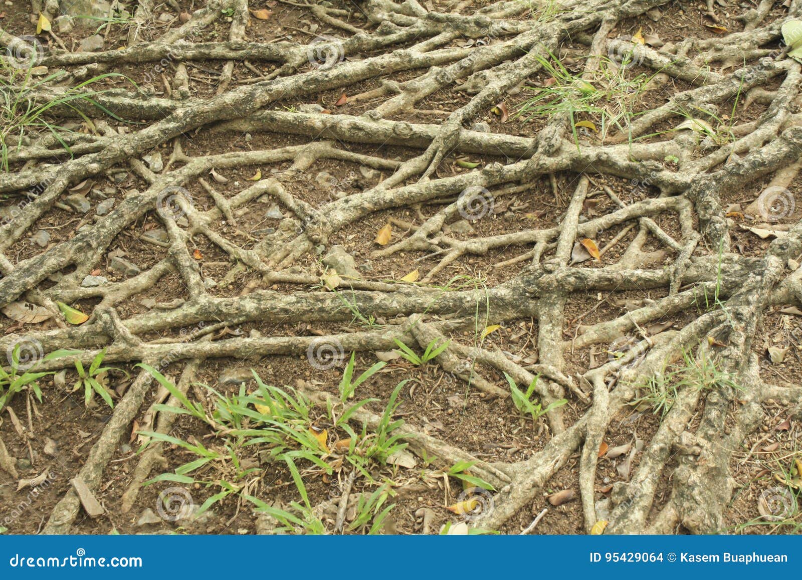 Root Sticks To the Ground for Photosynthesis,Root Brown on Ground with ...