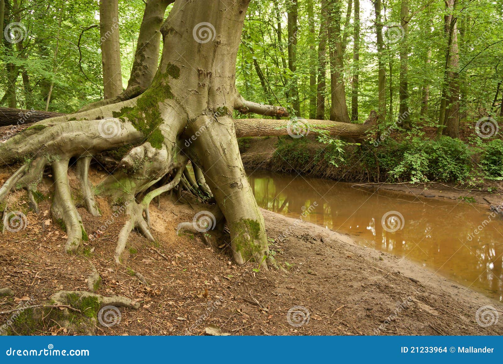 Root on stream stock photo. Image of august, creek, forest - 21233964