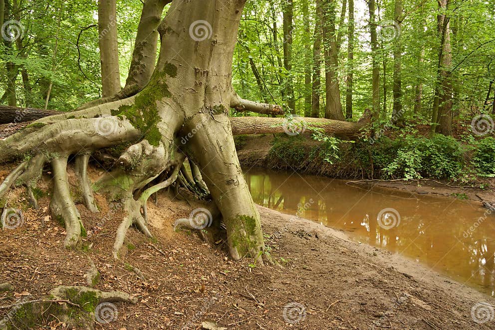 Root on stream stock photo. Image of august, creek, forest - 21233964