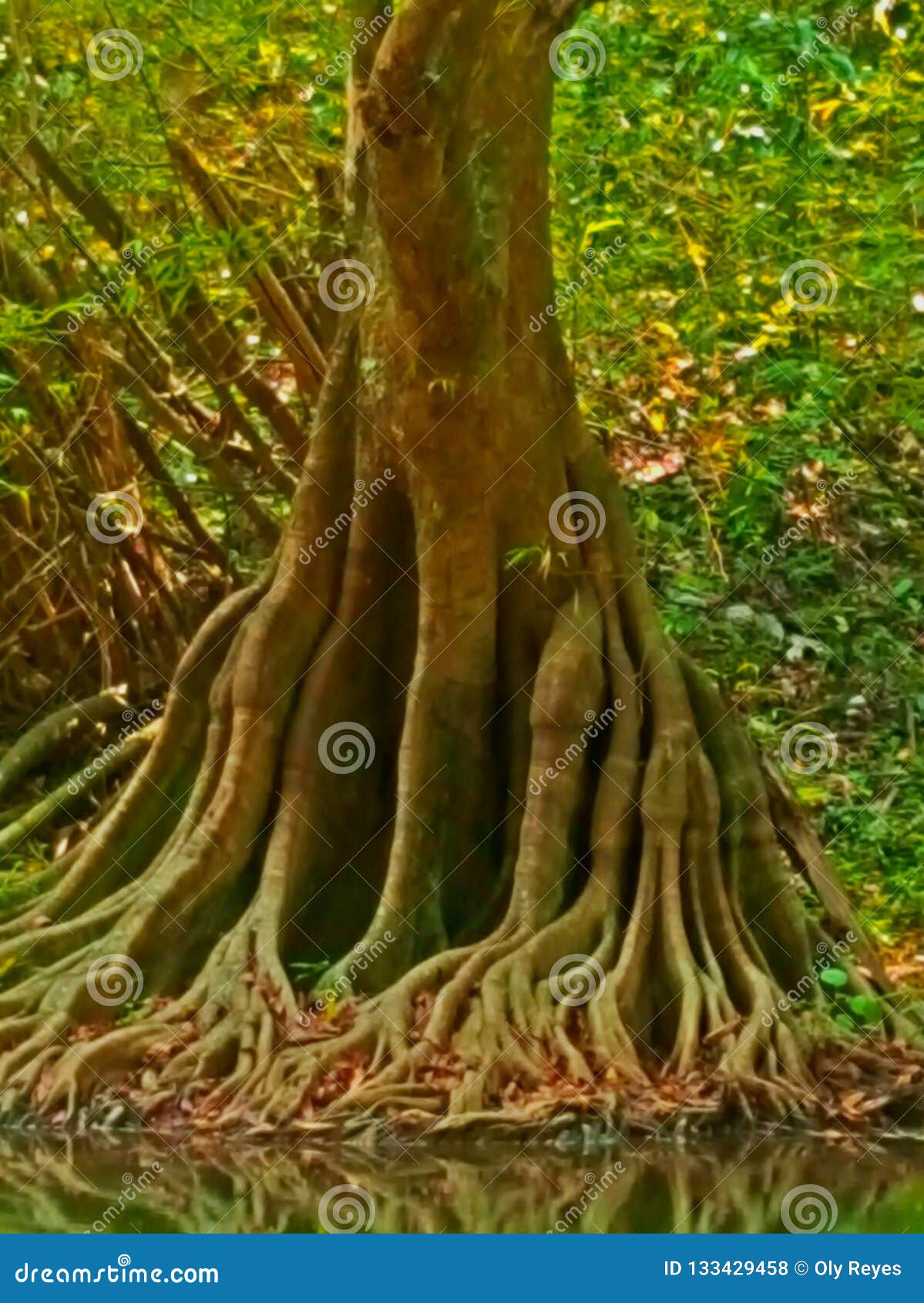 Root Structure Of Red Daikon Radish. Close Up Royalty-Free Stock Image ...