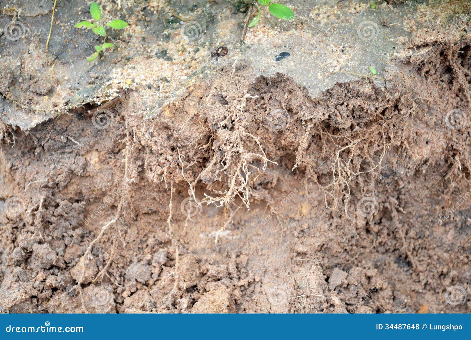 Root structure stock photo. Image of vegetation, plant - 34487648