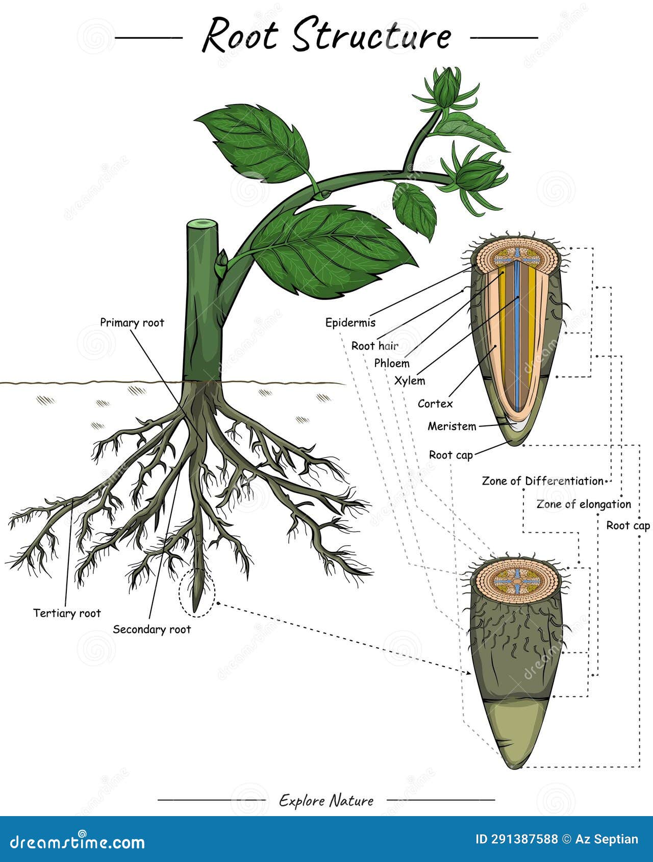 Root Structure Illustrations Stock Vector - Illustration of botanical ...