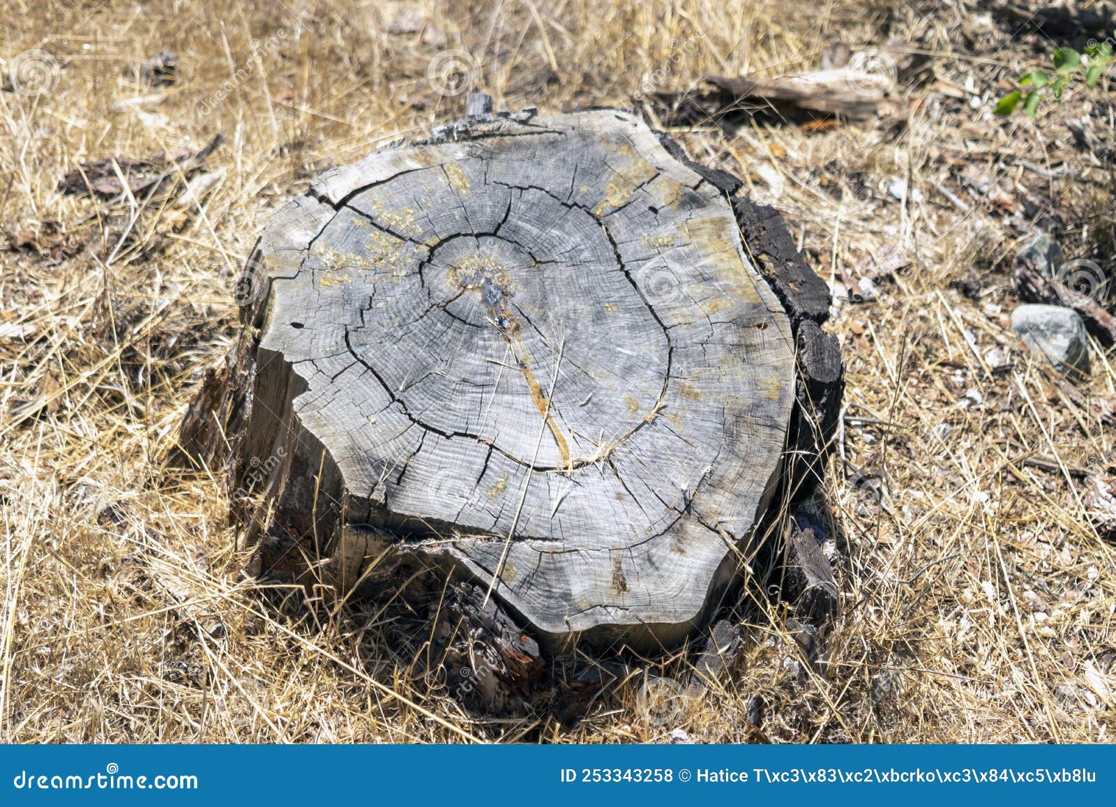 Root Stump of Cut Tree, Close-up. Stock Photo - Image of leaf, forest ...