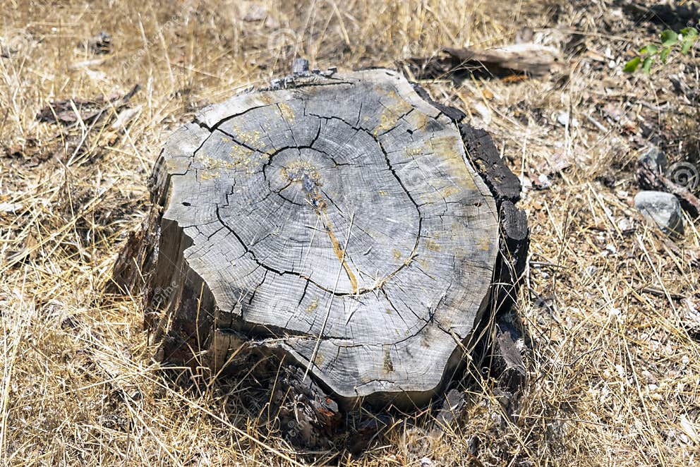 Root Stump of Cut Tree, Close-up. Stock Photo - Image of leaf, forest ...
