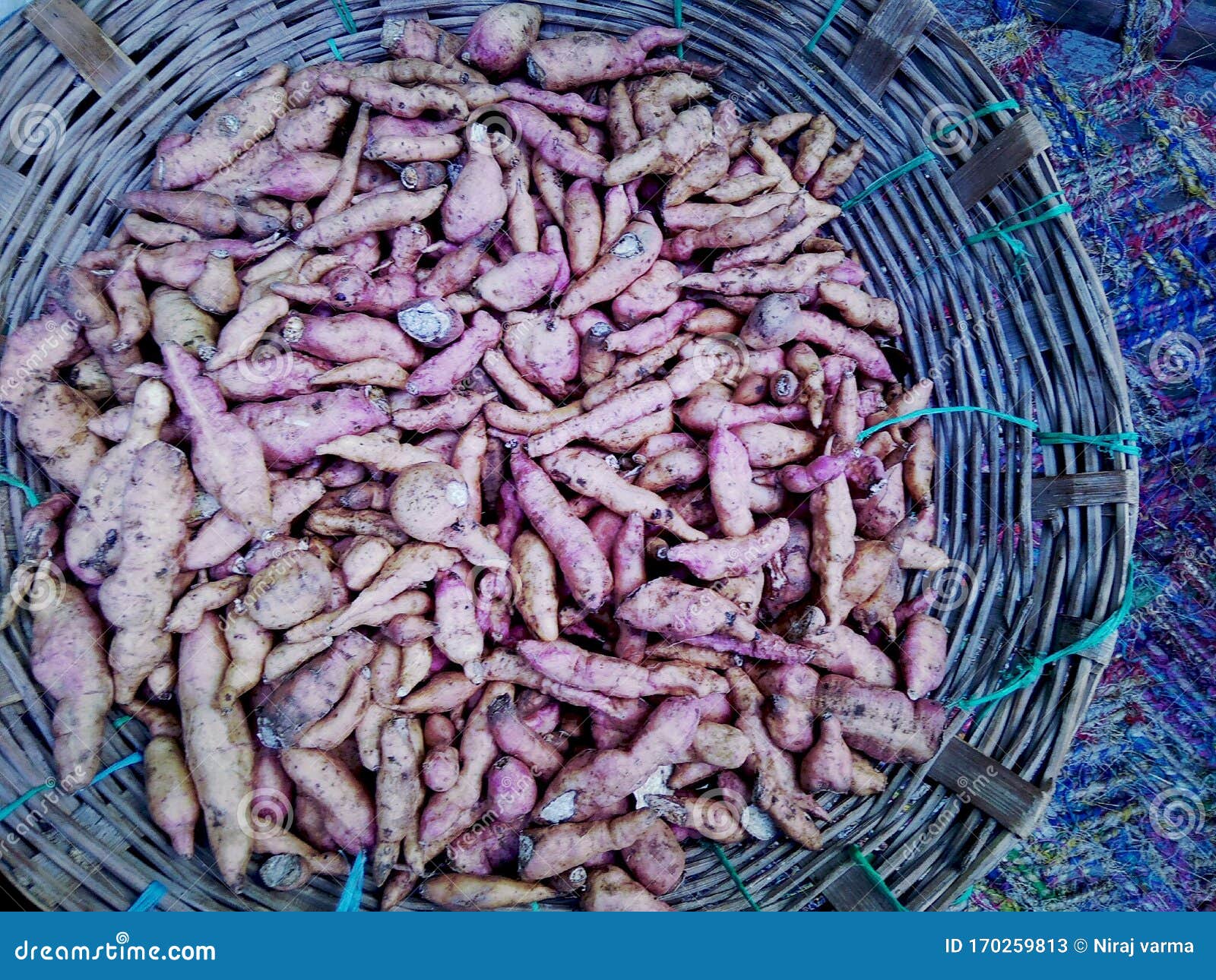 A root of sweet potato stock image. Image of eating - 170259813