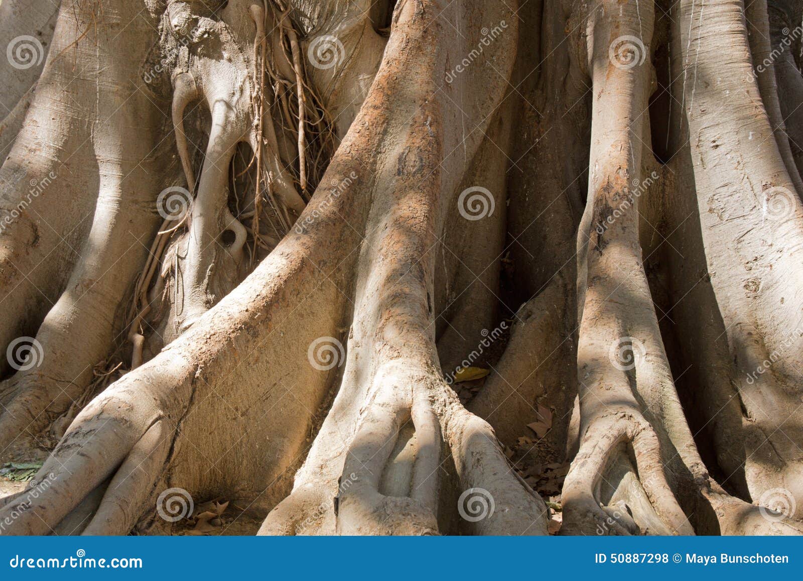 Root system above ground stock photo. Image of ground - 50887298