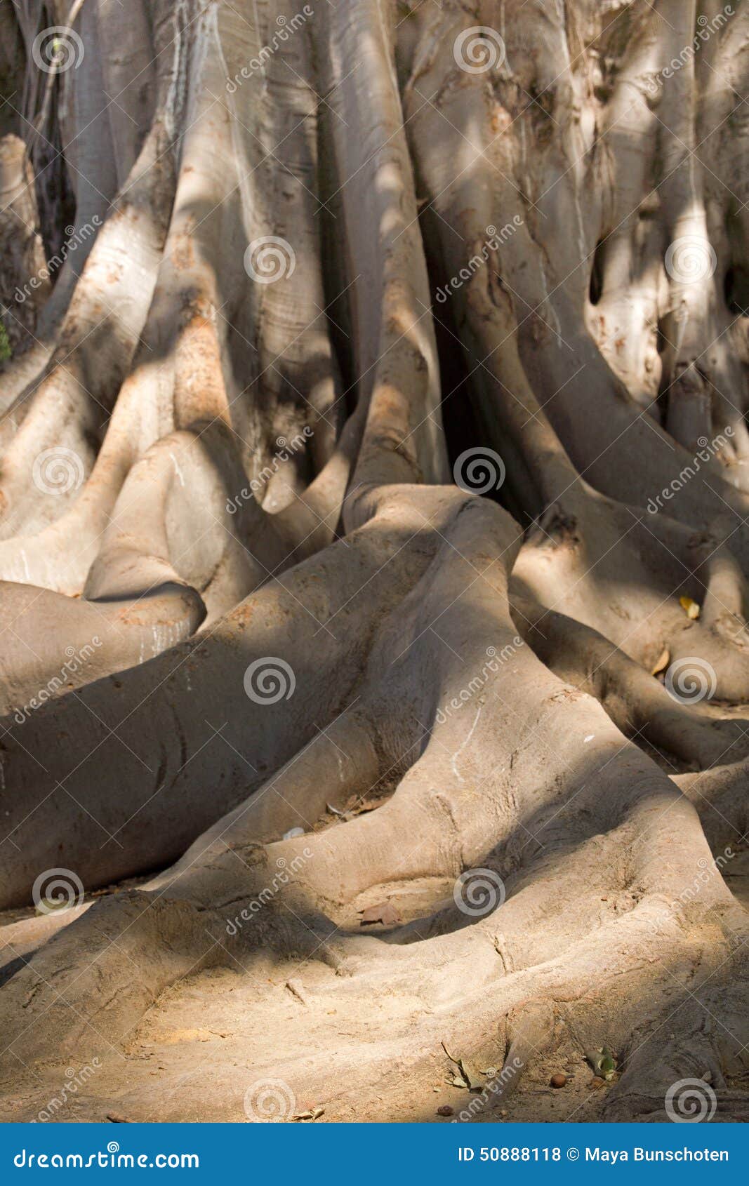 Root system above ground stock photo. Image of roots - 50888118