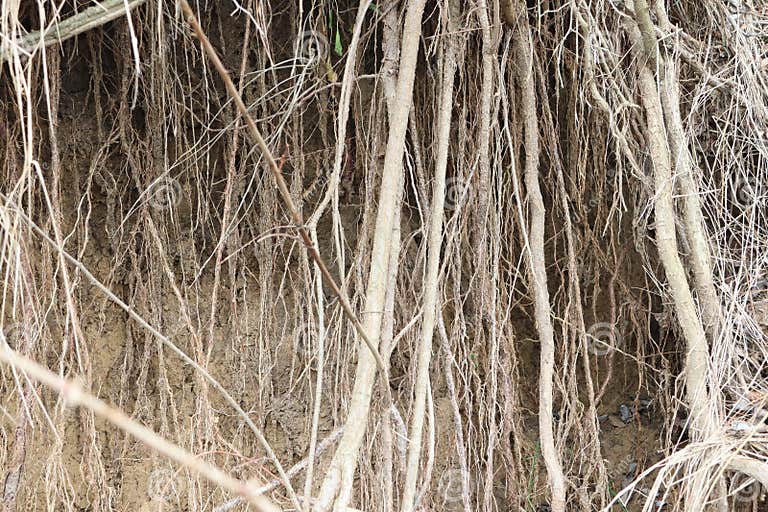 Root System Abstract Featuring Intricate and Beautiful Natural Patterns ...