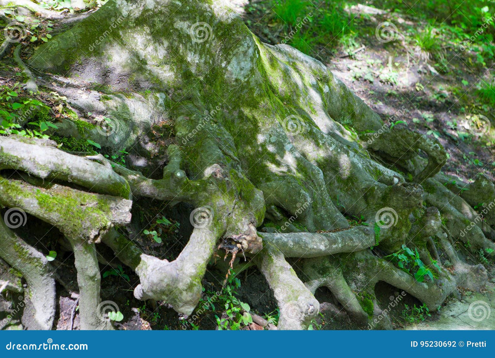 The Root System of an Ancient Pine Forest Stock Photo - Image of plant ...