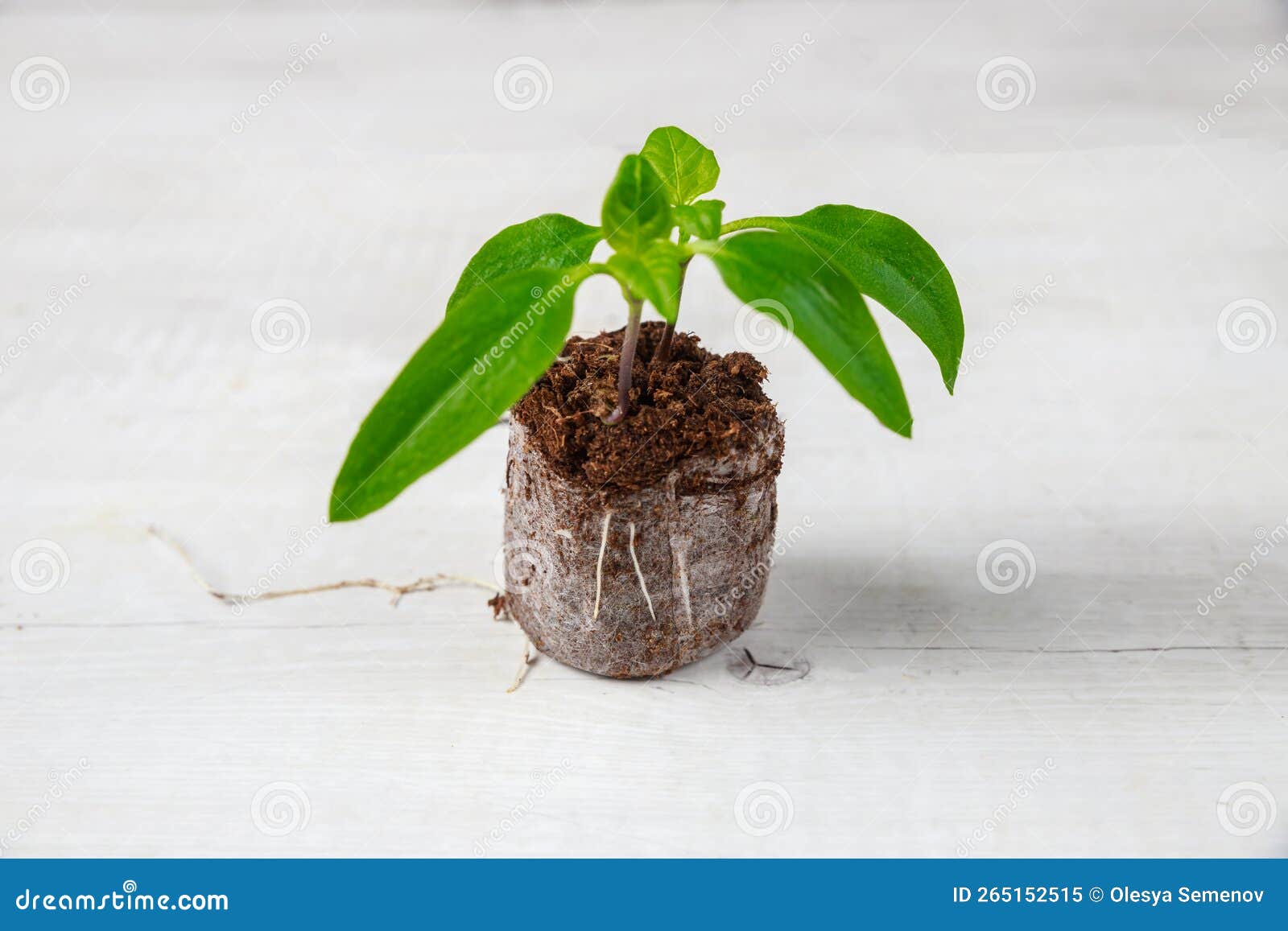The Root System of a Bell Pepper Seedling in a Peat Tablet is Well ...