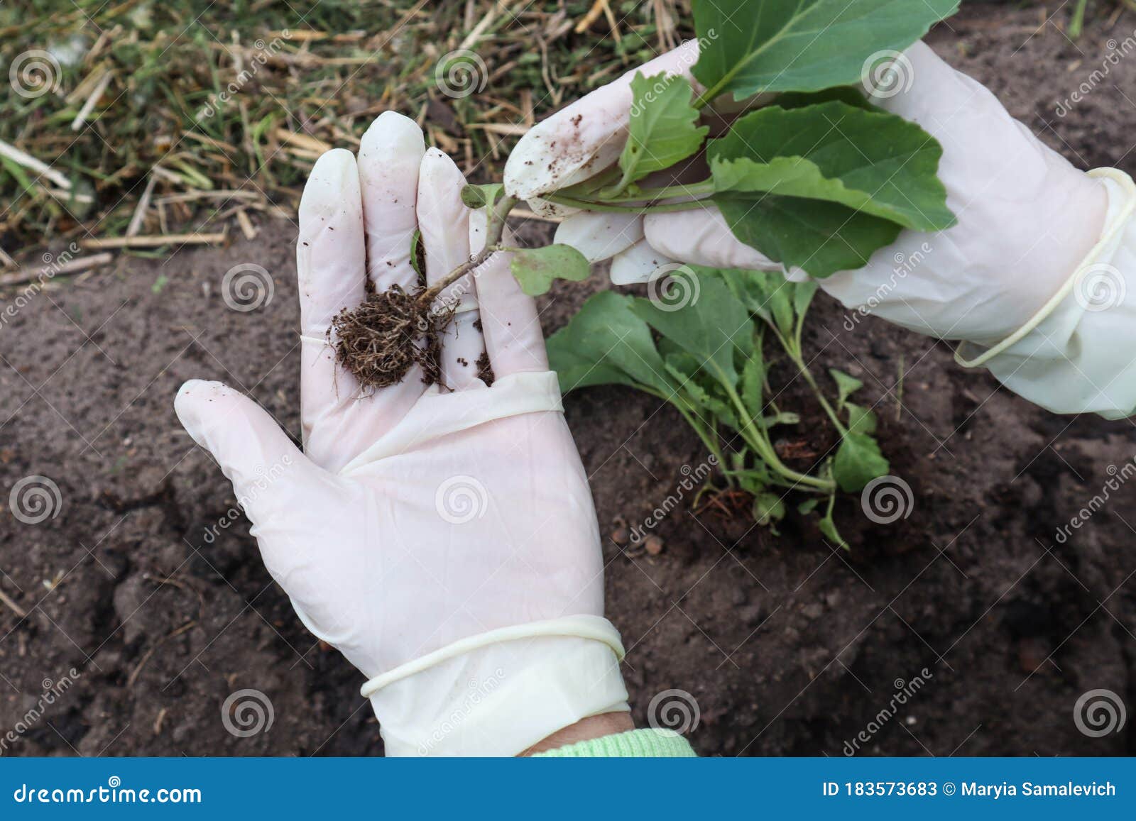 High-quality Planting Material is the Key To the Future Crop. Stock ...