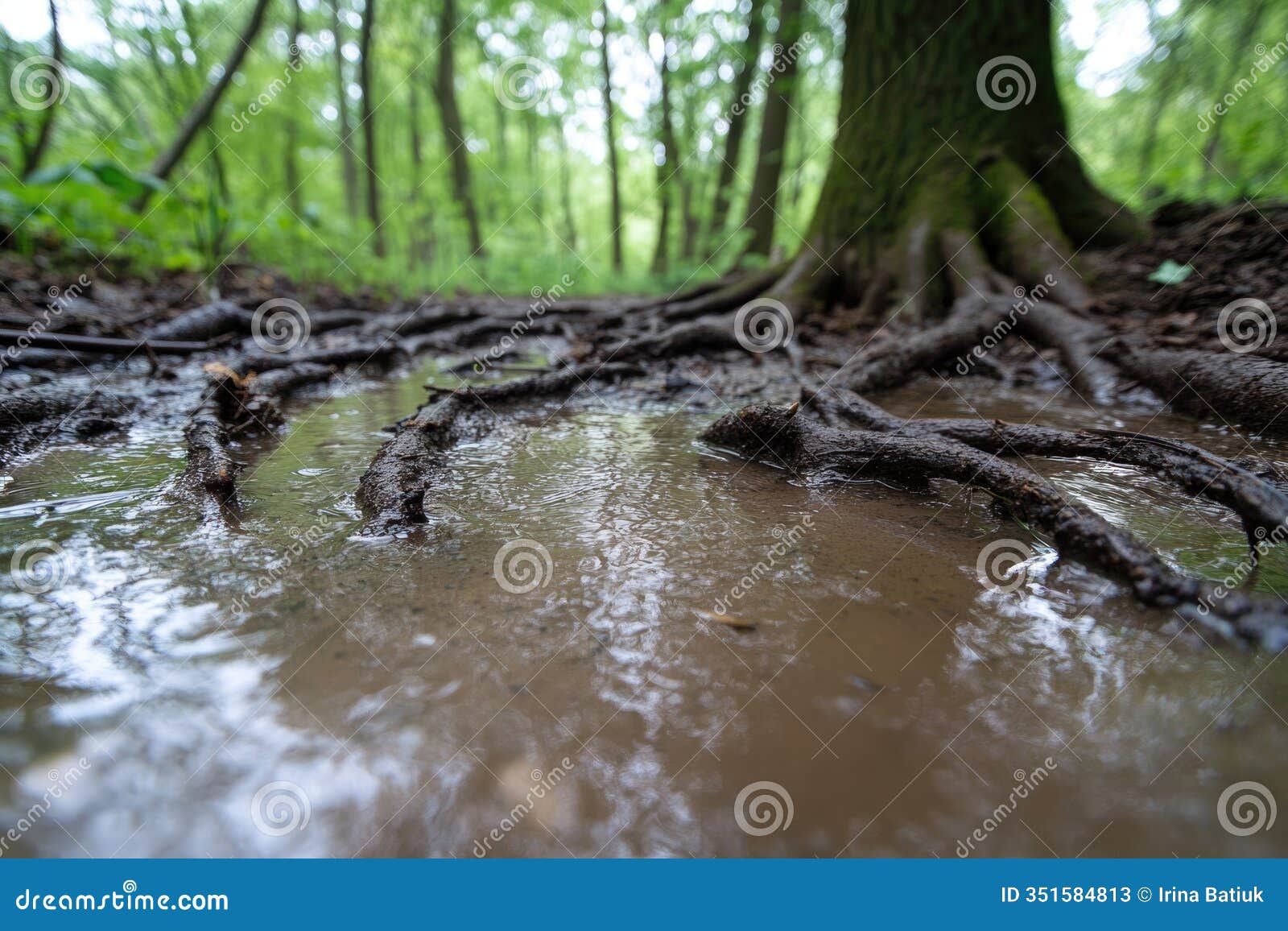 Root System - Complex Underground Structure, Enhancing Water Absorption ...