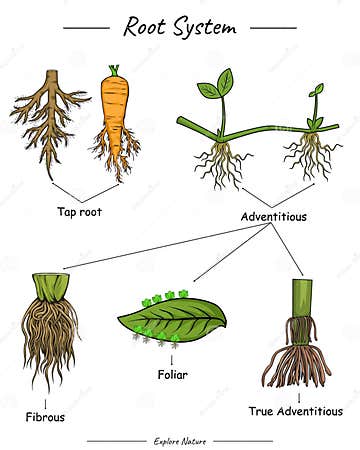 Root System. Different Types of Roots Stock Vector - Illustration of ...