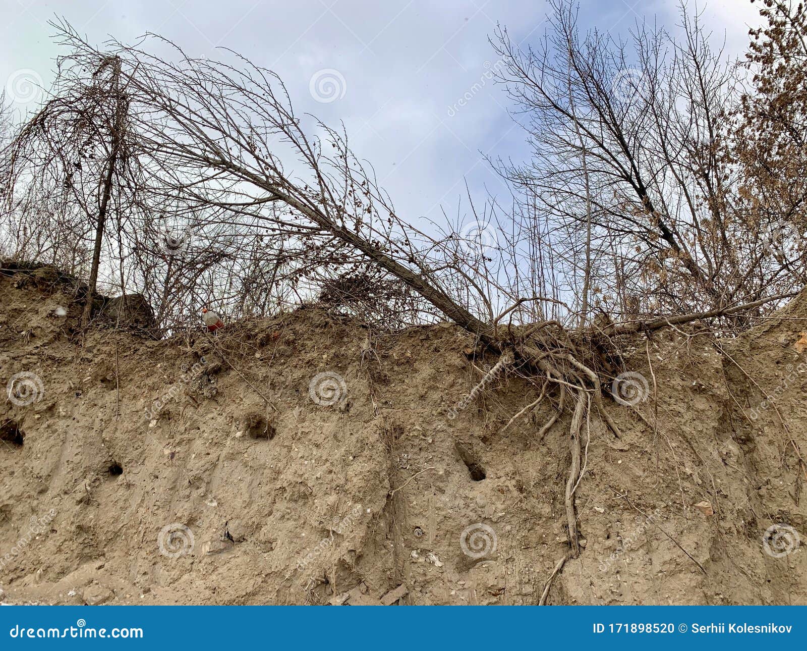 The Root System of the Excavated Tree. the Roots of a Plant on a Sandy ...