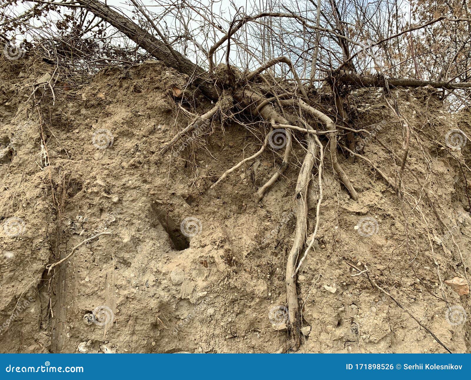 The Root System of the Excavated Tree. the Roots of a Plant on a Sandy ...