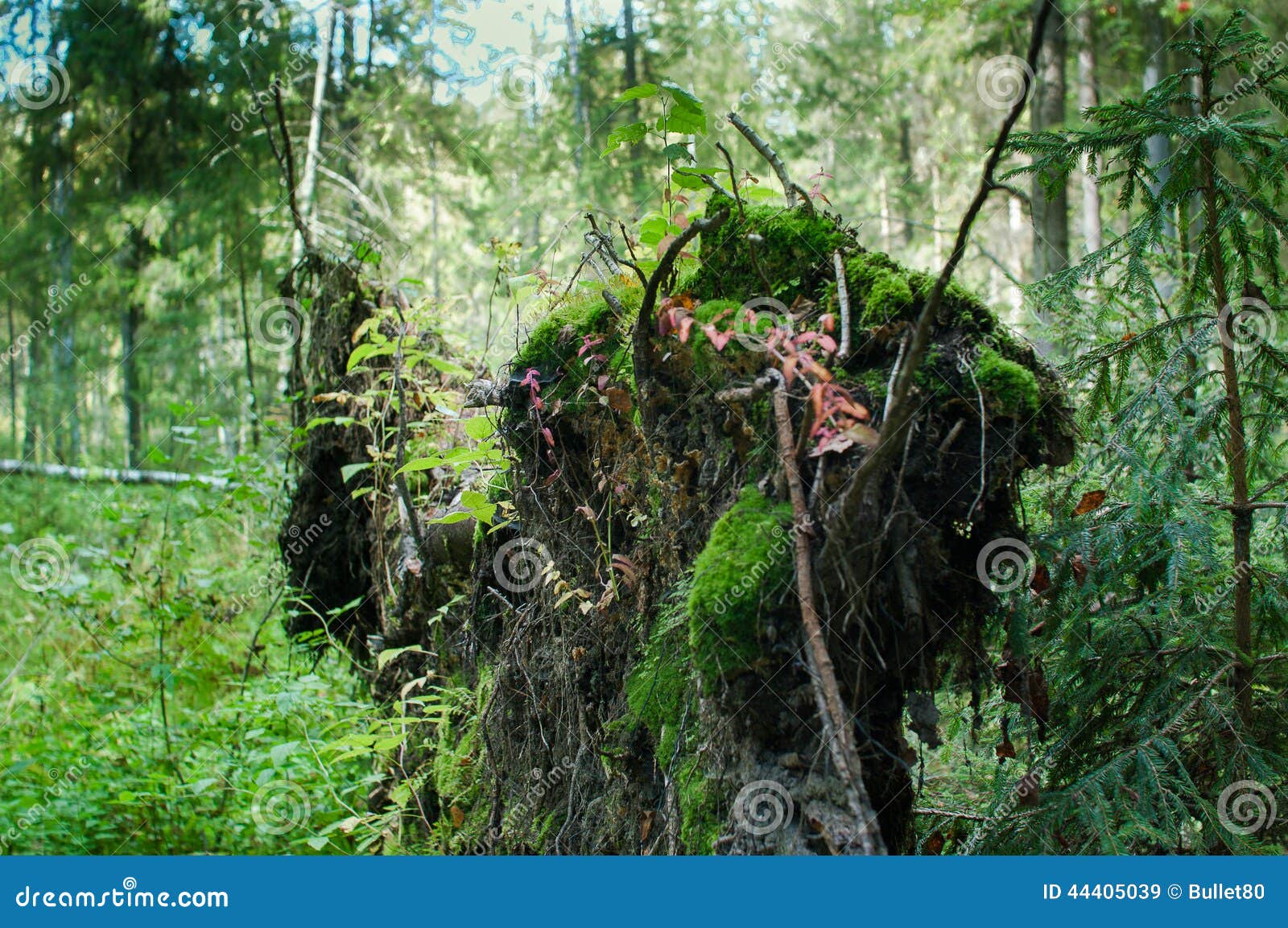 The Root System of a Fallen Tree Stock Image - Image of system, root ...
