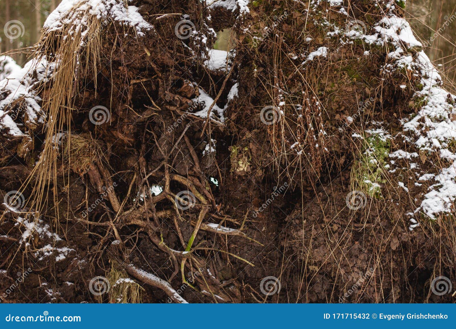 Root System of the Fallen Tree Ripped Out of the Snow Forest Stock ...