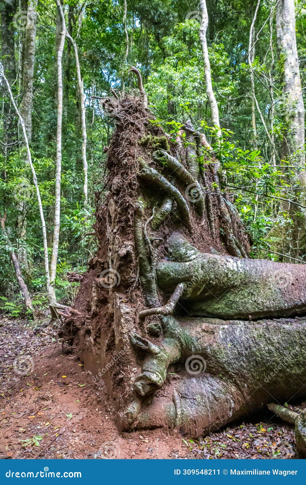 Root System of Giant Fallen Tree in Rainforest, Queensland, Australia ...