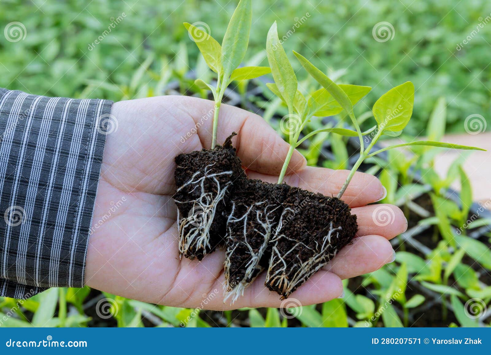 Adequate Root Development in Seedlings Contributes To Their Resilience ...