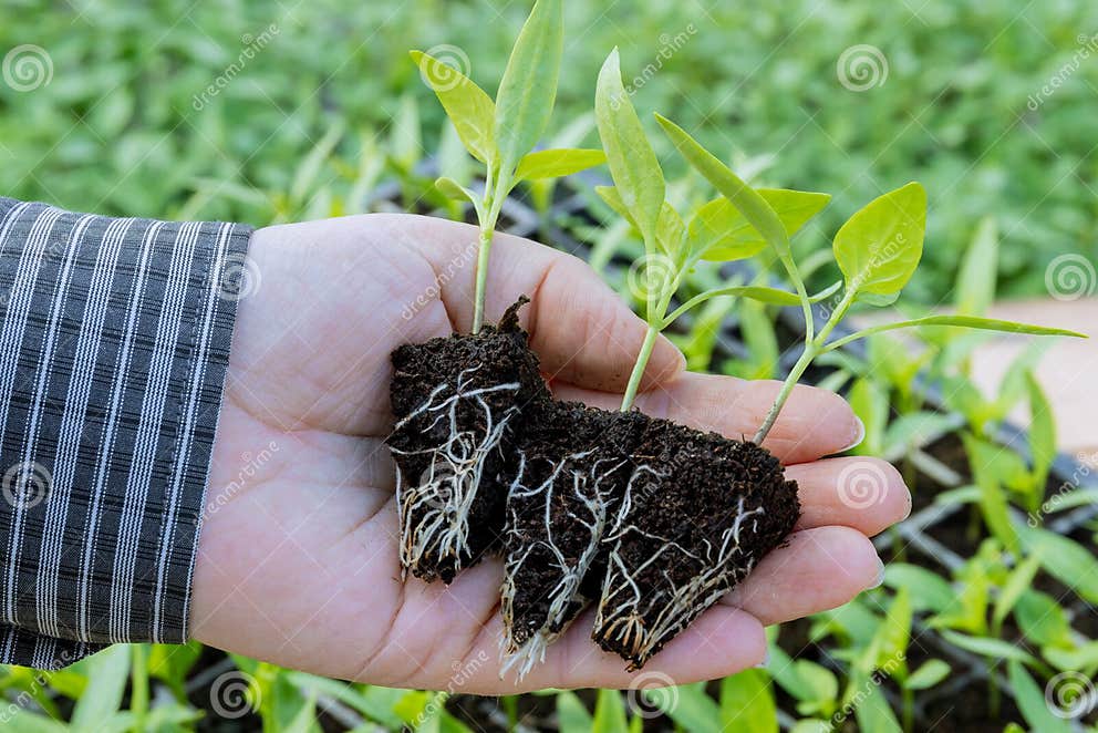 Adequate Root Development in Seedlings Contributes To Their Resilience ...