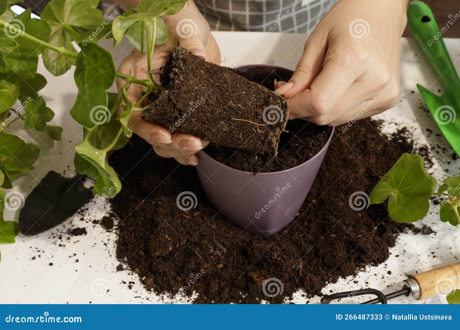 The Root System of the Houseplant is Close-up. the Concept of Selecting ...