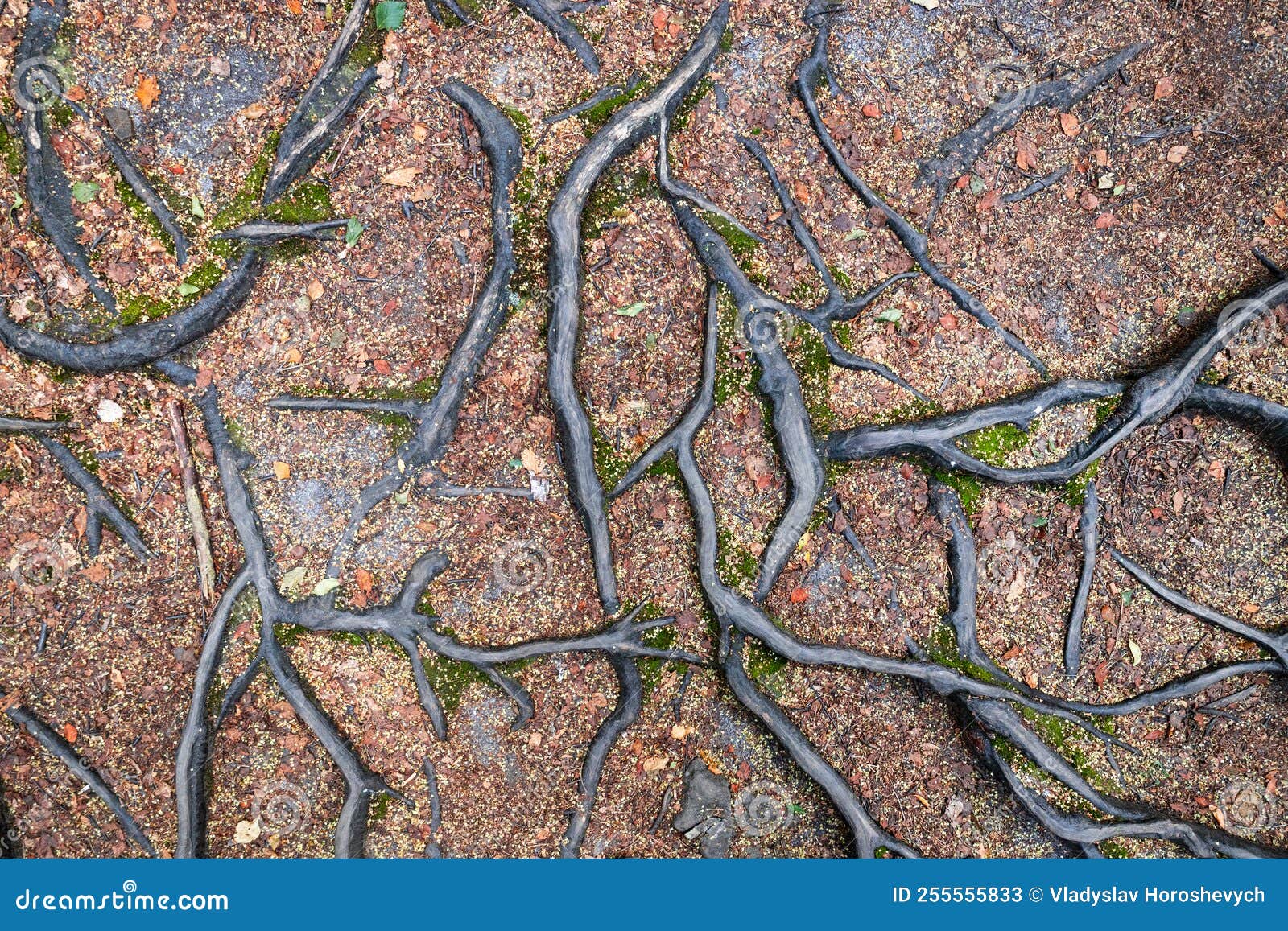 The Root System of a Large Tree in the Forest, Winding Roots Stock ...