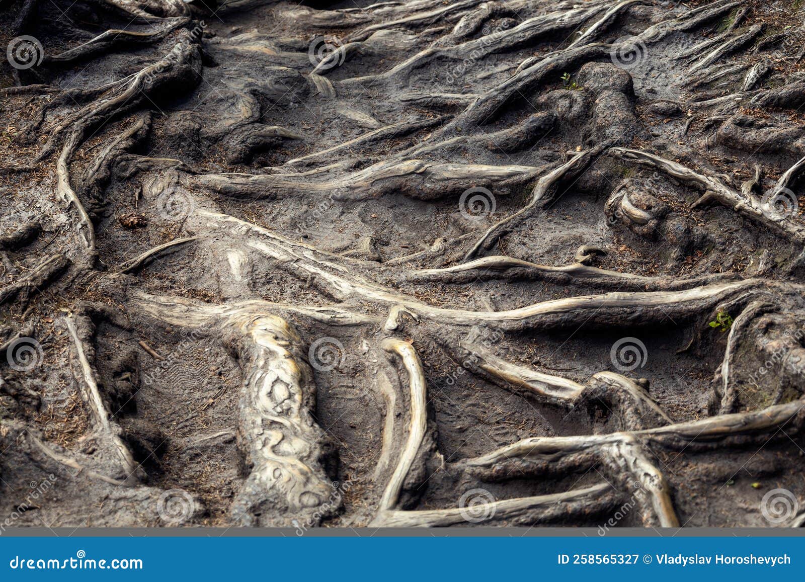 The Root System of a Large Tree in the Forest, Winding Roots Stock ...