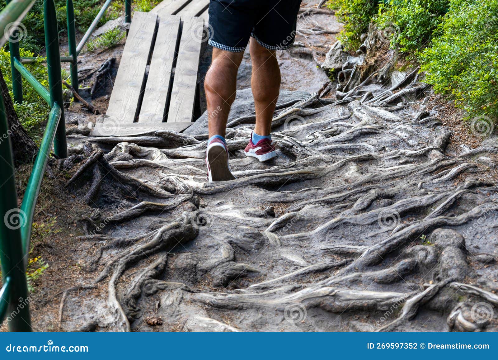 The Root System of a Large Tree in the Forest, Winding Roots Stock ...