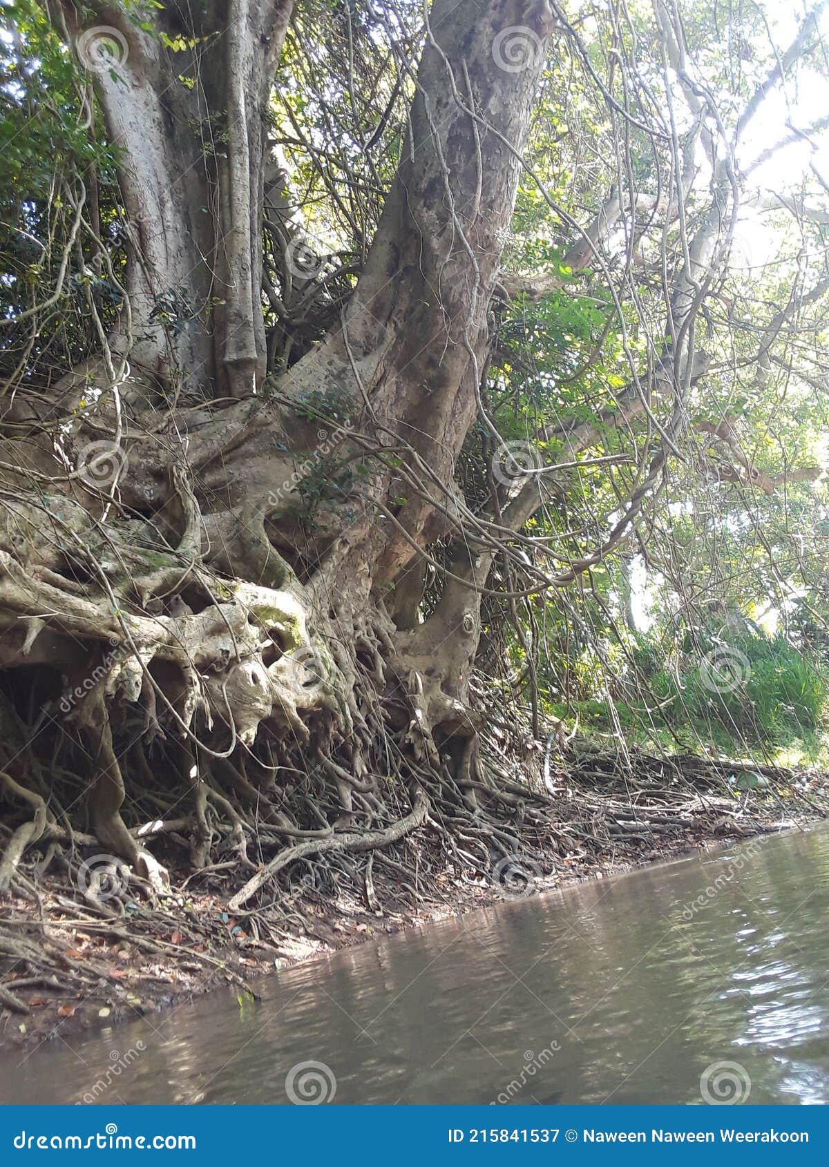 The Root System of a Large Tree Stock Image - Image of shrub, absorb ...
