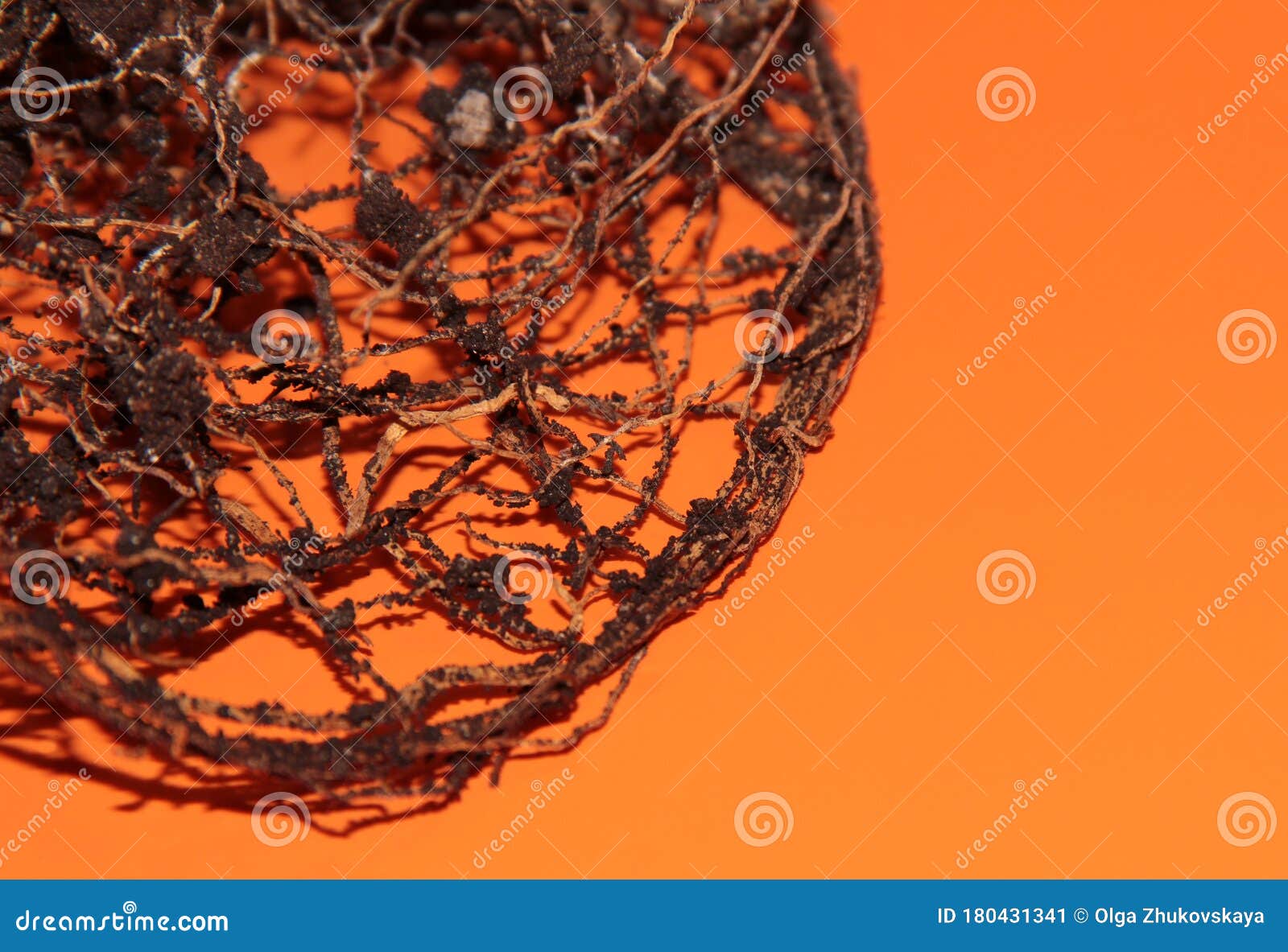 The Root System of the Lemon Tree. Roots on a Bright Orange Background ...