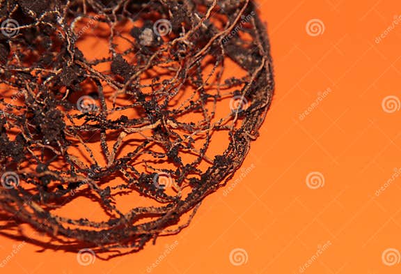 The Root System of the Lemon Tree. Roots on a Bright Orange Background ...