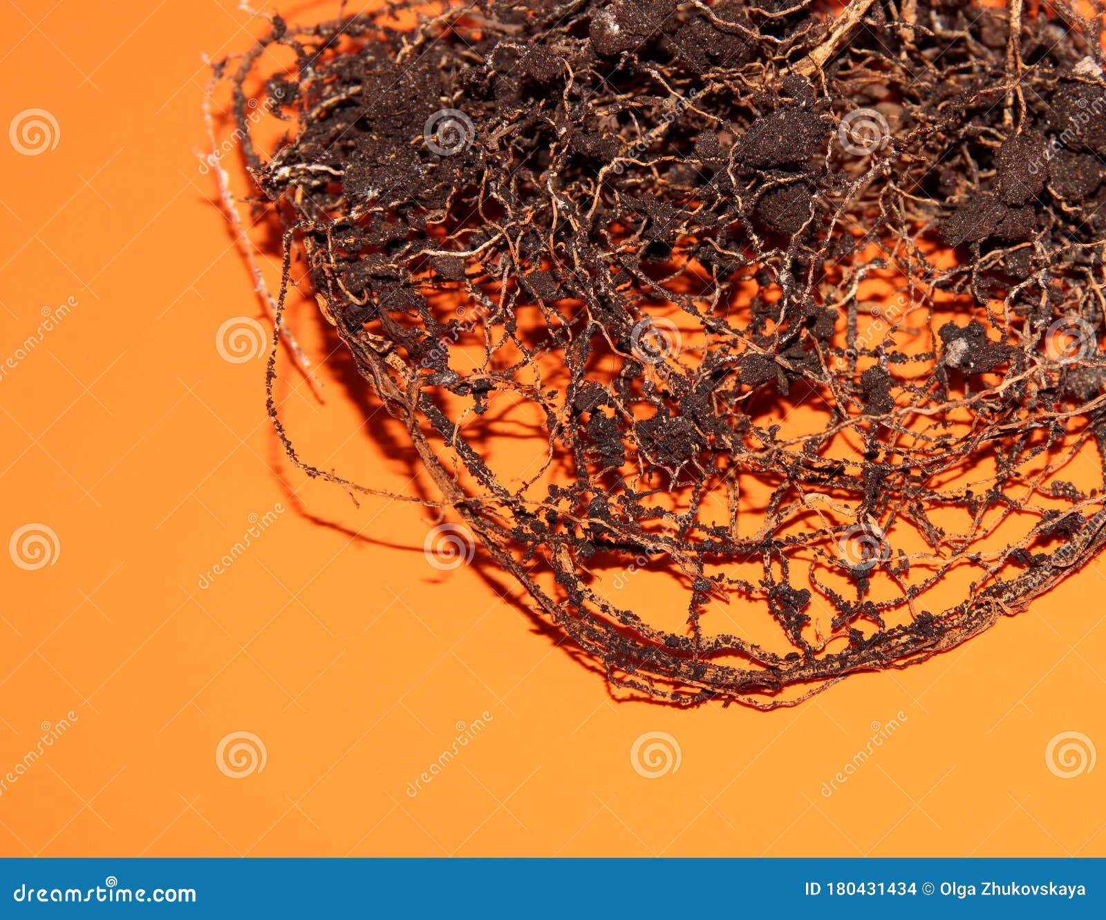 The Root System of the Lemon Tree. Roots on a Bright Orange Background ...