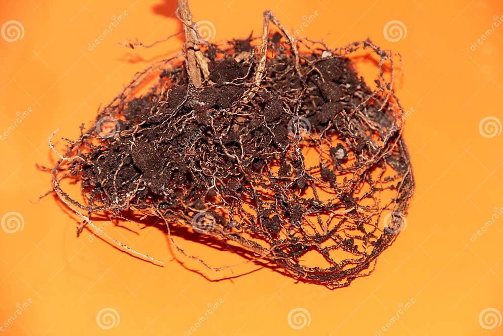 The Root System of the Lemon Tree. Roots on a Bright Orange Background ...