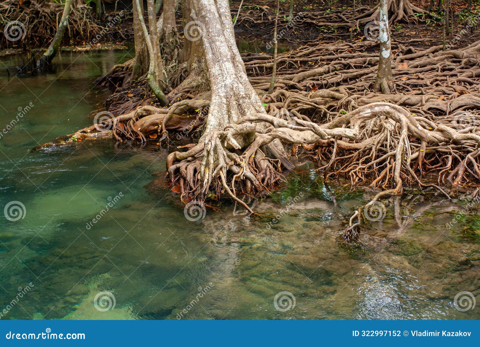 Root System of Mangrove Trees Near Clear Water. Horizontal Stock Photo ...
