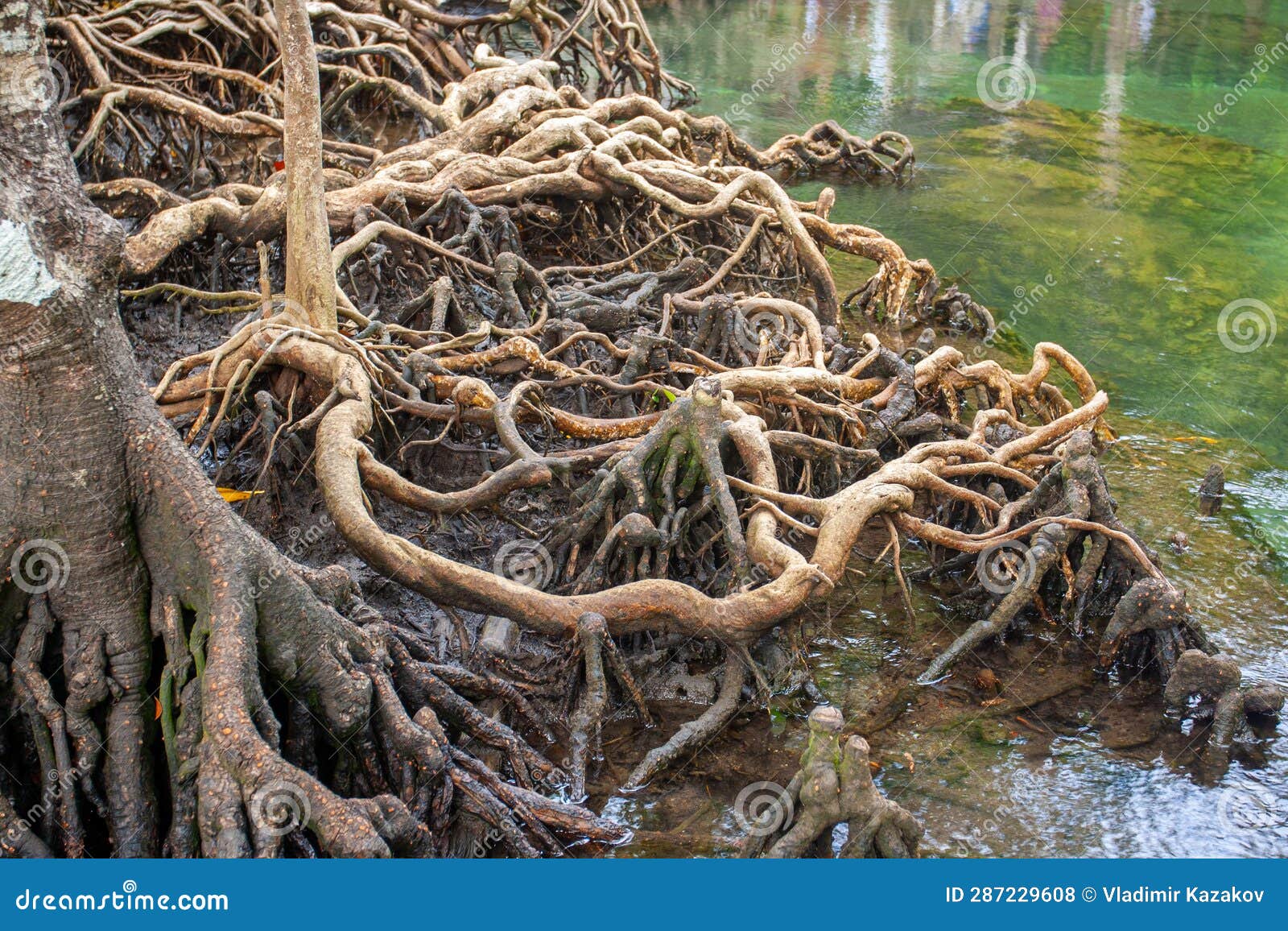 Root System of Mangrove Trees in Water. Horizontal Stock Photo - Image ...