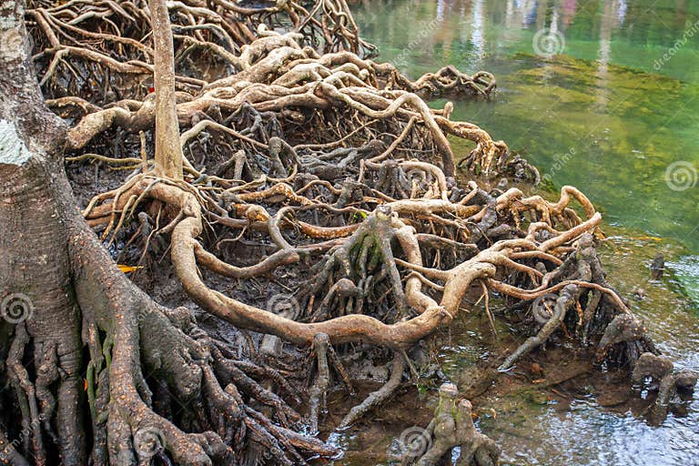 Root System of Mangrove Trees in Water. Horizontal Stock Photo - Image ...