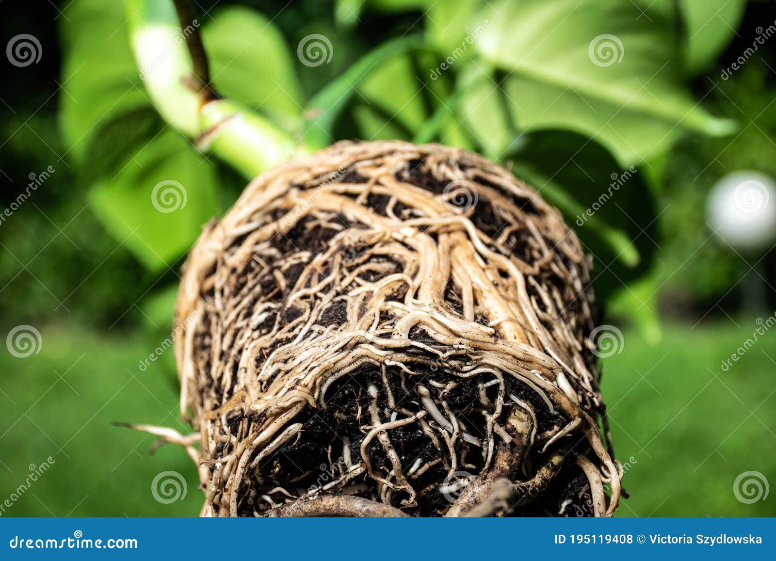 Root System of Monstera Plant. Stock Photo - Image of soil, develop ...