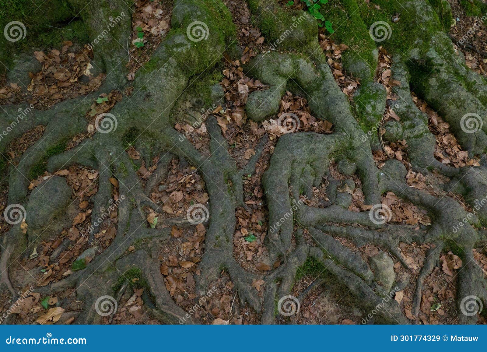 Root system of old beech stock image. Image of branches - 301774329