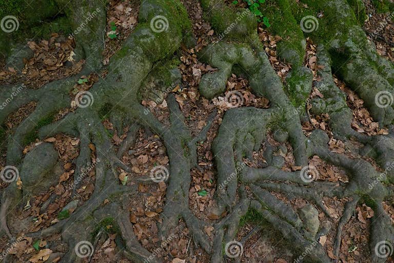 Root system of old beech stock image. Image of branches - 301774329