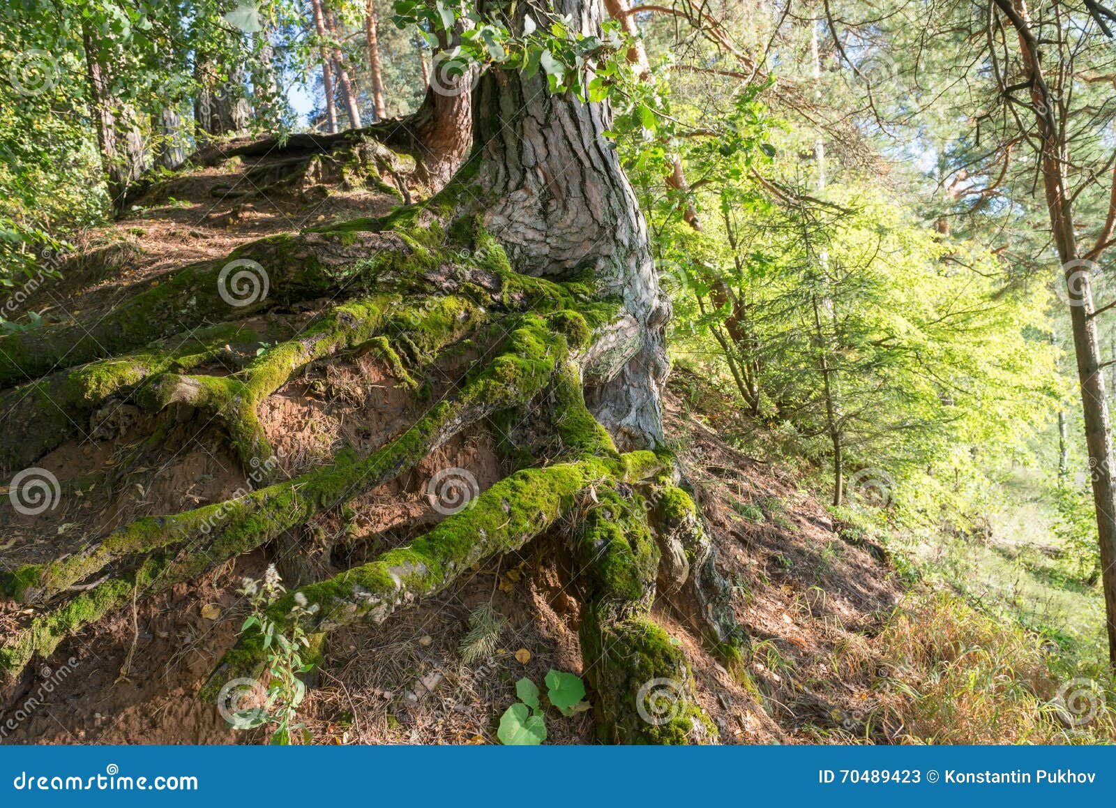 The Root System of an Old Pine Forest Stock Image - Image of natural ...