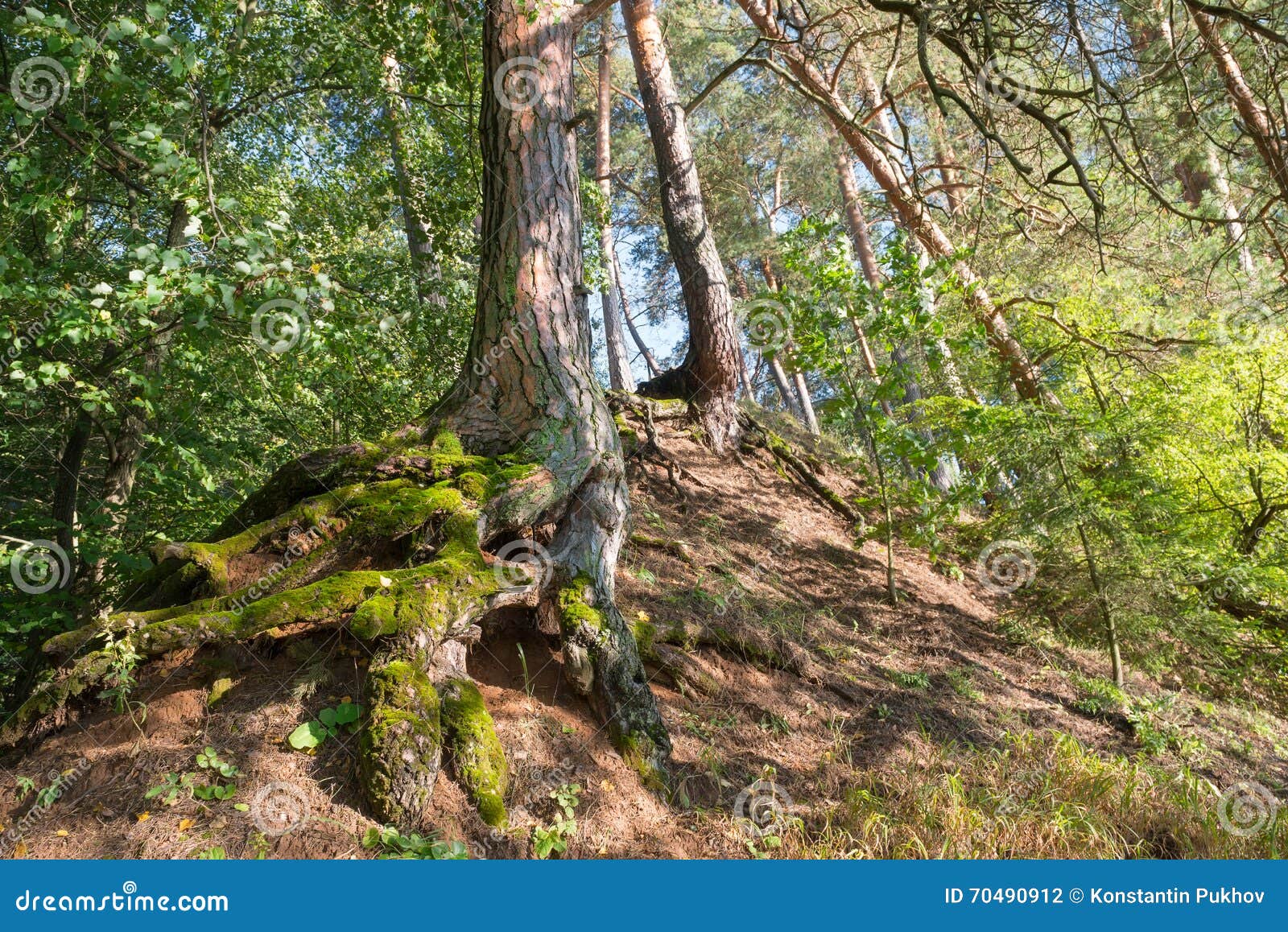 The Root System of an Old Pine Forest Stock Photo - Image of natural ...
