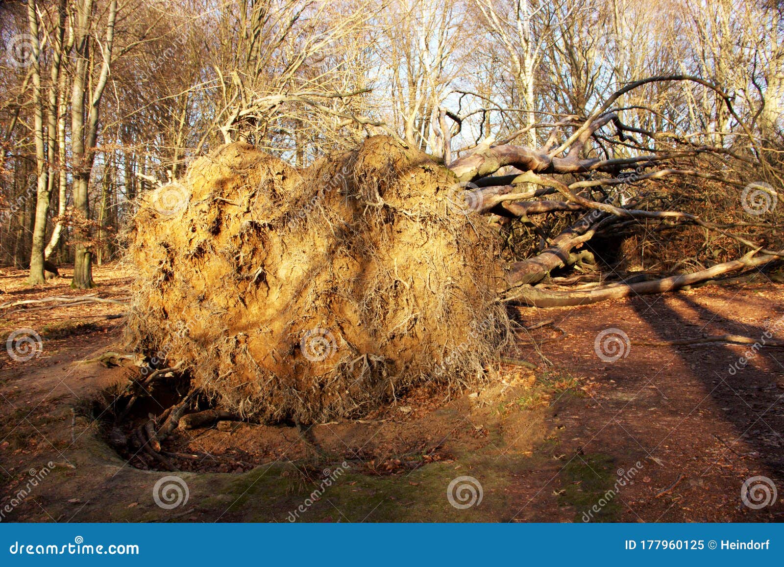 Root System of an Overturned Multi-stemmed Beech in the Sababurg ...
